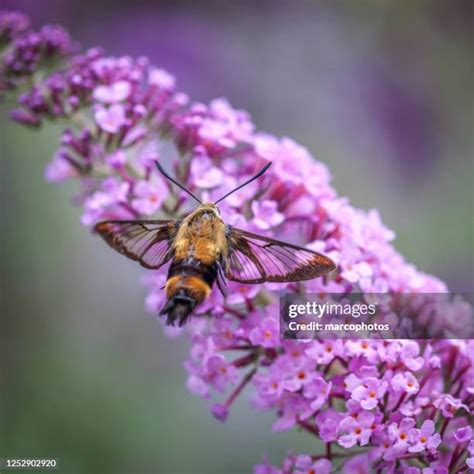 Sphinx Moths Sphinx Moth Photos And Premium High Res Pictures Getty