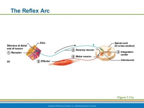 Integration Anatomy Riset