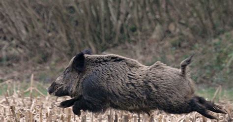 FAITS DIVERS Contz les Bains le sanglier traqué blesse deux chasseurs