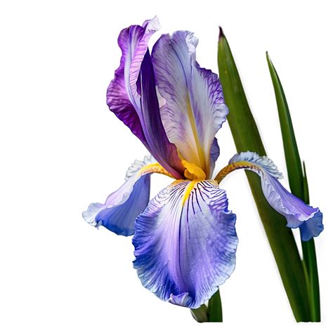 Download Dreamy Iris Png 33