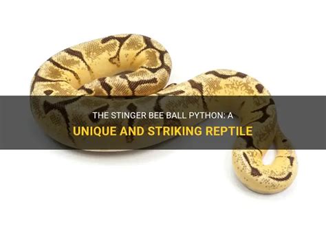 The Stinger Bee Ball Python A Unique And Striking Reptile Petshun
