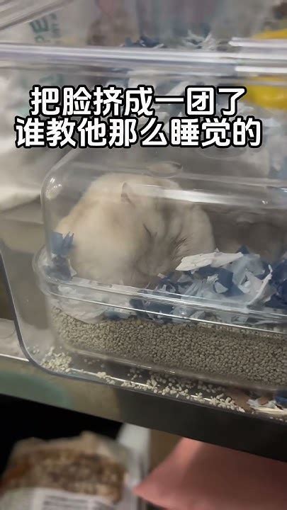 这睡姿真的服了养鼠日常分享 仓鼠🐹 仓鼠宝宝 鼠鼠我呀 它真的好像个小宝宝 Youtube