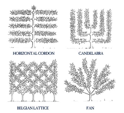 What Are Espaliered Fruit Trees Stark Bros
