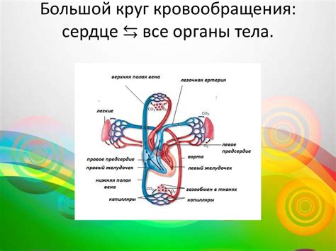 Круги кровообращения человека ЕГЭ Online Presentation