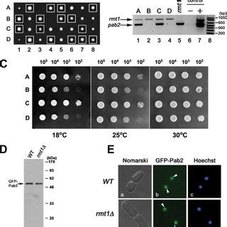 Amino Acid Sequence Alignment Of Nuclear Poly A Binding Proteins From