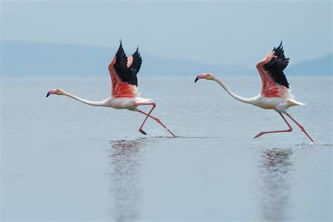 3840x2370 Flamingo 4k Computer Hd Wallpaper Rare Gallery