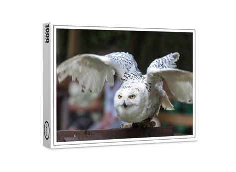 Raxxa Premium Puzzle Schneeeule Raxxa