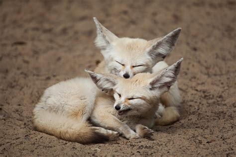 Desert Fennec Fox Hunting