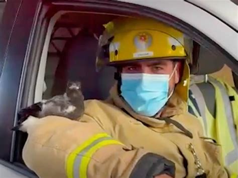 This Firefighter Has The Cutest Sidekick