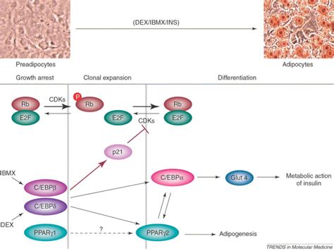 Adipogenesis And Fat Cell Function In Obesity And Diabetes Trends In