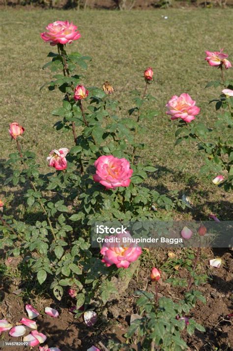 장미 정원 찬디 가르 인도에서 아름 다운 장미 꽃입니다 신선한 건강하고 향기로운 꽃입니다 생생한 색상 0명에 대한 스톡 사진 및