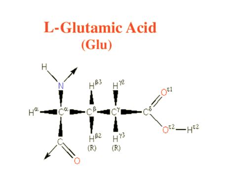 Glutami Acid Image