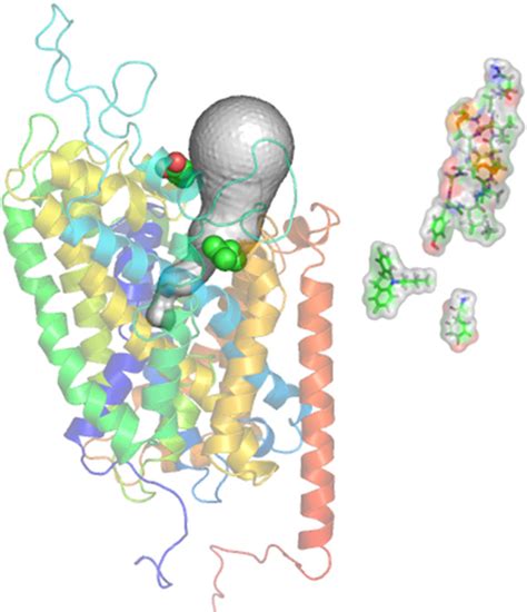 Figure 3 From Discovery And Development Of The χ Conopeptide Class Of