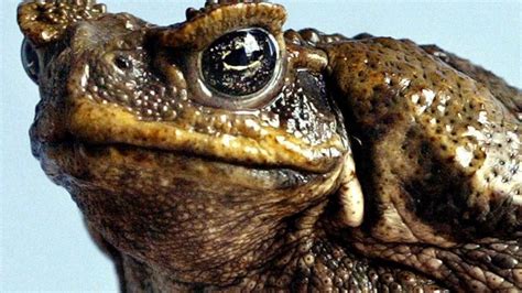 New Online Tool In Cane Toad Control