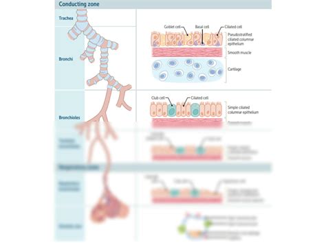 Solution Respiratory System Part Ii Full Cervical Viscera Studypool