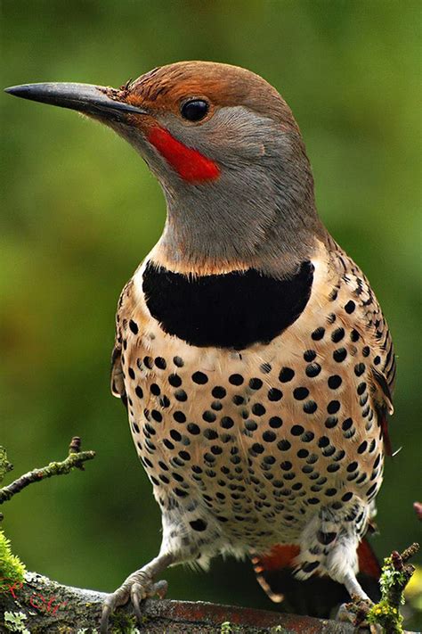Northern Flicker Bird Poster