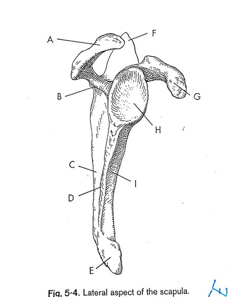 Anatomy 1 Lateral Scap Lableing Diagram Quizlet