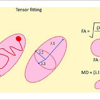 Schematic Representation Of The Relationship Between Water Diffusion Download Scientific