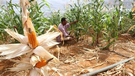 Cambio Climático Afectaría Cultivo De Maíz En Brasil América Latina Y