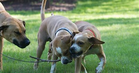 Mer Steek Errmergerd Imgur