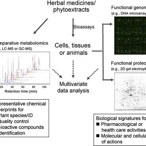 Pdf Nmr Based Metabolomics As A Quality Control Tool For Herbal Products