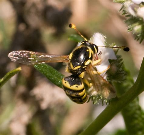 Pseudomasaris Wheeleri Bugguidenet