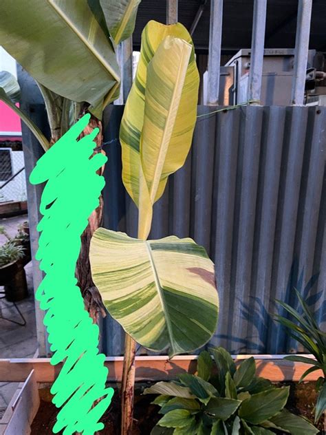 1 3m MUSA PAPUA VARIEGATED BANANA Furniture Home Living Gardening