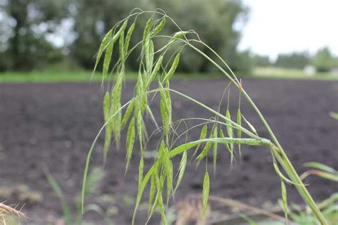 Brome Downy Alberta Invasive Species Council