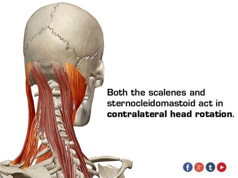 Visible Body Sternocleidomastoid And The Scalene Muscles