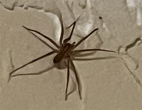 Unidentified Spider In Haysi Virginia United States