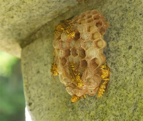 ムモンホソアシナガバチヒメホソアシナガバチ