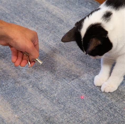 Cat Laser Pointer Paper Tiger