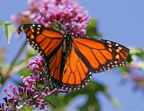 Details Monarch BirdGuides
