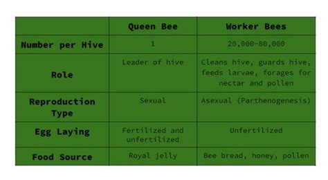 Caste System Of Honey Bees Honey Bee Caste Development — Buddha Bee