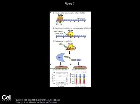 A One Precursor One Sirna Model For Pol Iv Dependent Sirna Biogenesis