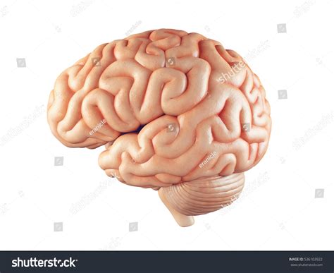 Realistic 3d Illustration Human Brain Front Stock Illustration 536103922