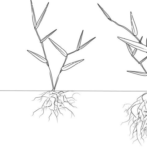 Brachiaria Plant Growth Aerial And Root System Development With The