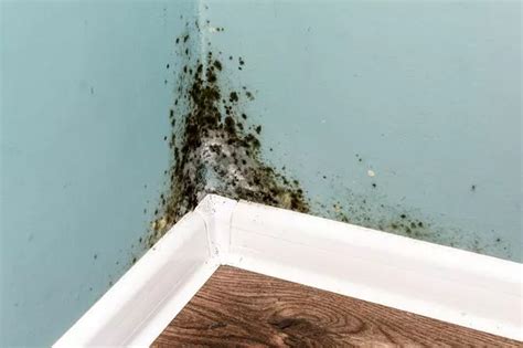 Nhs Explains Health Problems Caused By Damp And Mould In Your Home And
