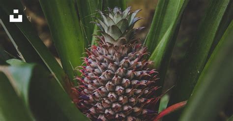 푸른 잎에 파인애플 과일 사진 Unsplash의 무료 회색 이미지