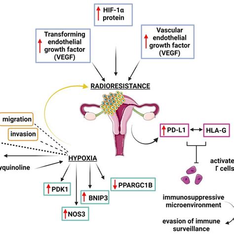 Molecular Features Of Gtns Radiosensitivity Download Scientific Diagram