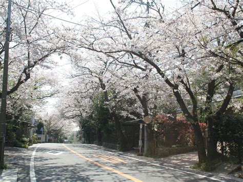 23 鎌倉山お花見散歩～桜並木＆ほっこり春色ハイク 鎌倉・江ノ島の観光・旅行 All About