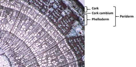 23 Plant Tissues Biology Libretexts