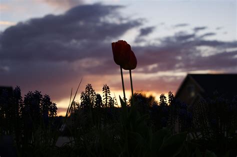 배경 화면 도로 목재 시티 꽃들 푸른 겨울 빨간 여름 하늘 사람들 주황색 식물 개 태양 햇빛 폭풍 감기 나무 녹색 미술 애정 자연