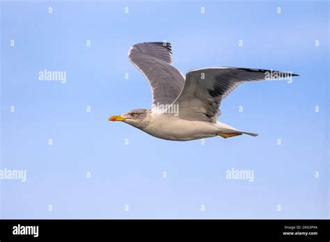 Azores Yellow Legged Gull Larus Michahellis Atlantis Perched On The