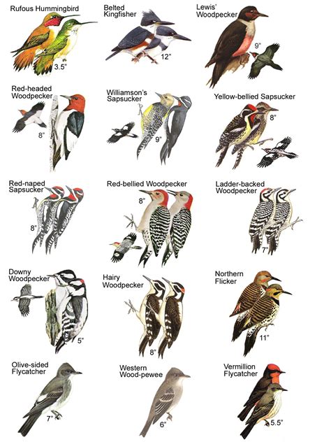 The Different Types Of Birds Are Shown In This Diagram Including