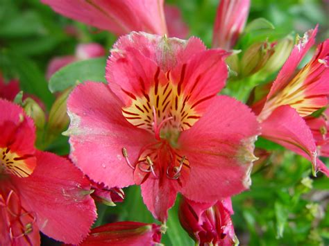 Free Picture Red Day Lily