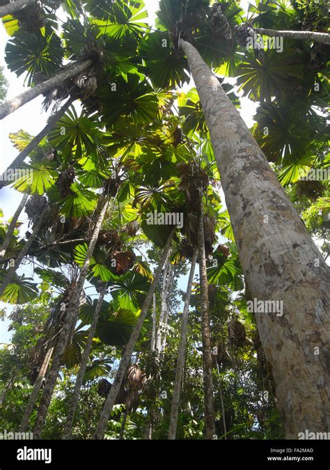 Rainforest Canopy With Licuala Ramsayii Fan Palms Djiru National Park
