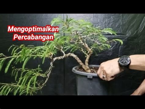 Bonsai Kaliandra Cascade Tahap Mengoptimalkan Percabangan YouTube