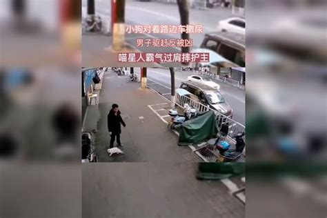 小狗对着路边车撒尿，男子驱赶反被凶，喵星人霸气过肩摔护主
