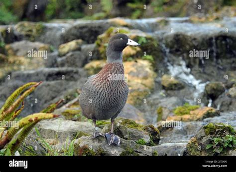 The Blue Duck Or Whio That Lives In New Zealand And Is One Of The Most